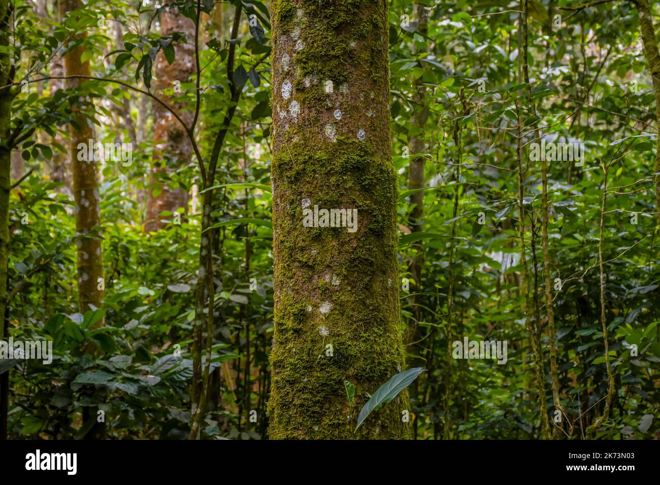 Periyar tiger reserve or national park in Kerala India Stock Photo - Alamy