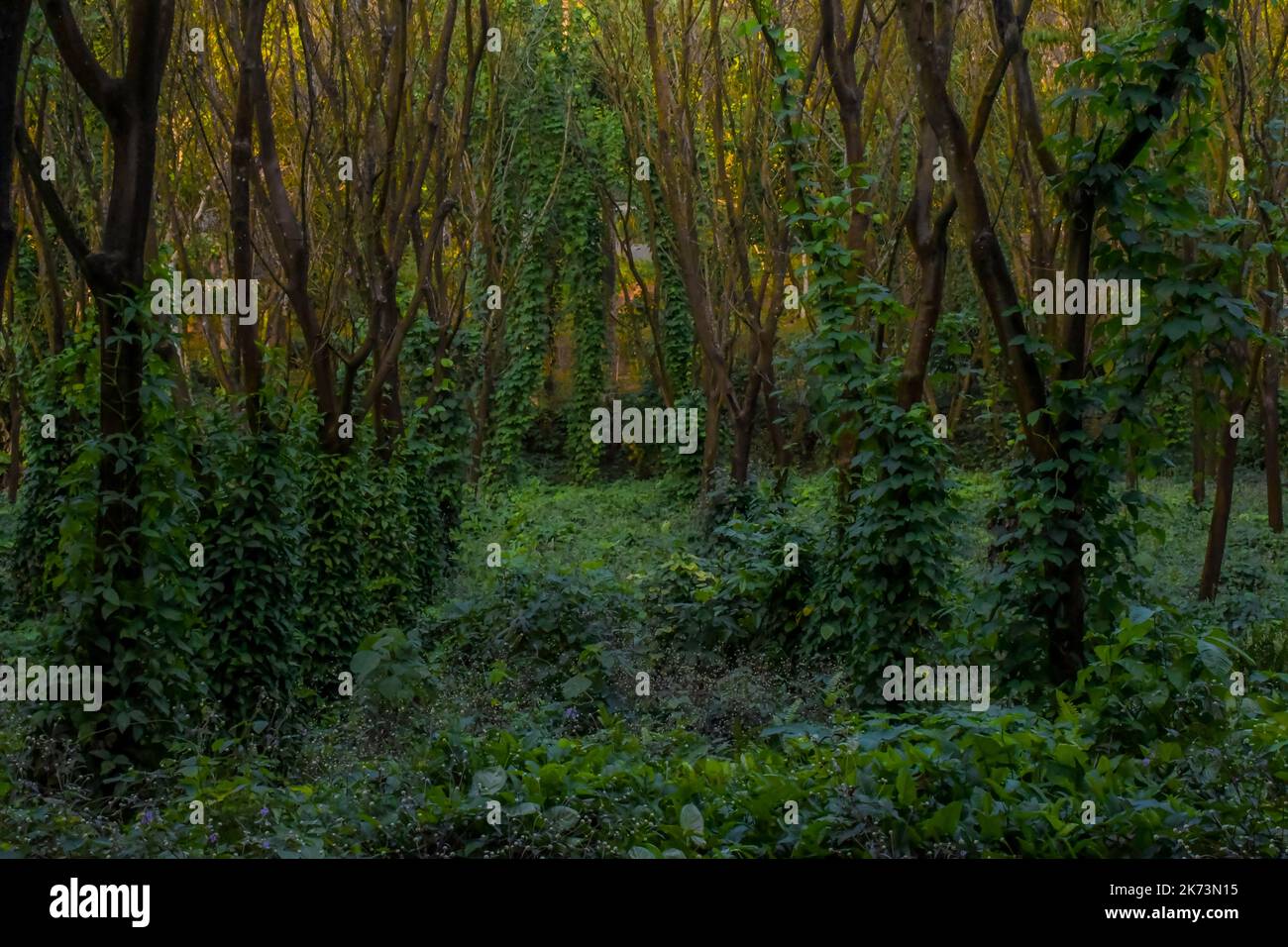 Tropical rain forest of Kerala India Stock Photo - Alamy