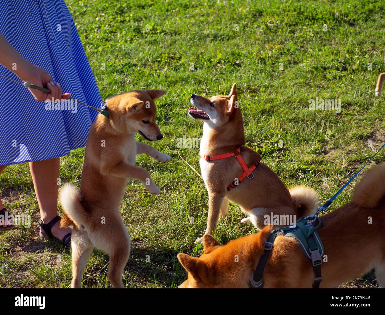 Shiba Inu plays on the dog playground in the park. Cute dog of shiba ...