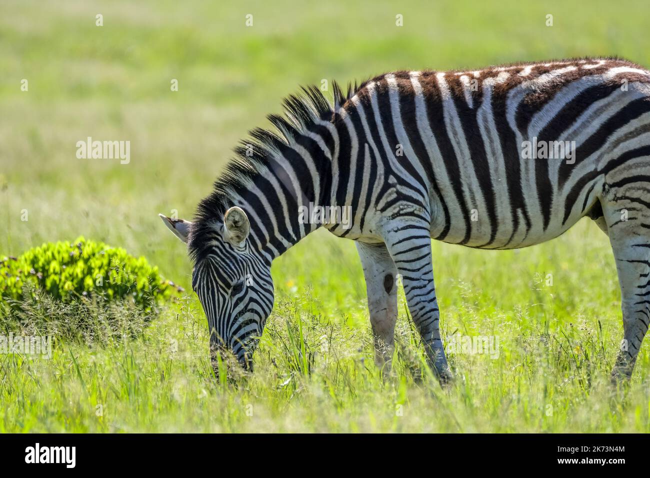 African zebra grazing in savannah Africa Stock Photo - Alamy