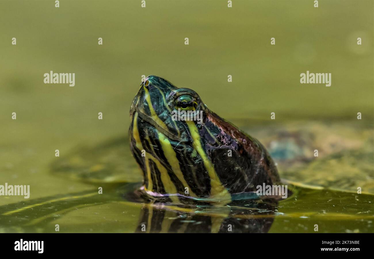 Terrapin turtle closeup in a zoo in south africa Stock Photo - Alamy