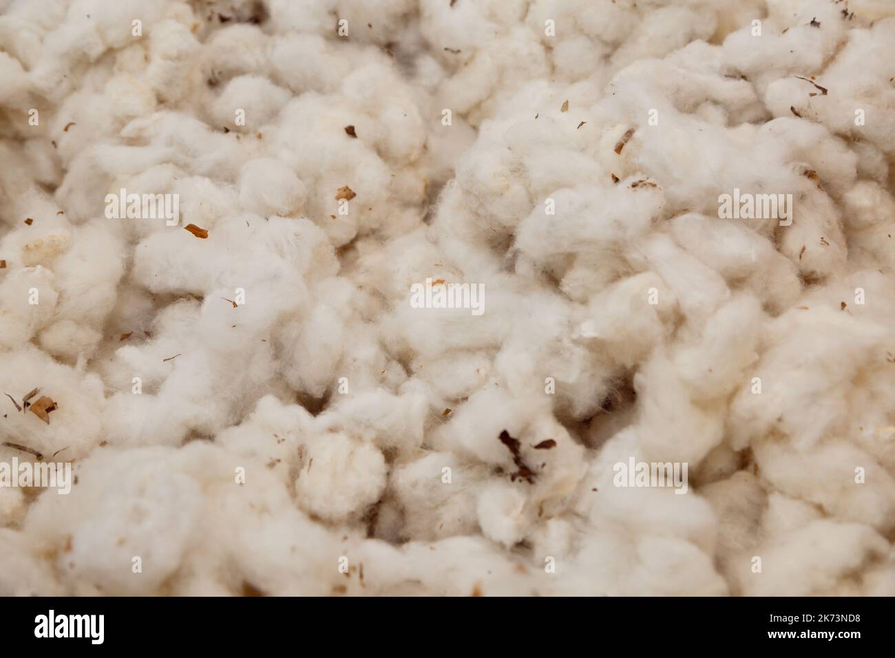 Raw cotton background. close up of organic cotton. Natural cotton for ...