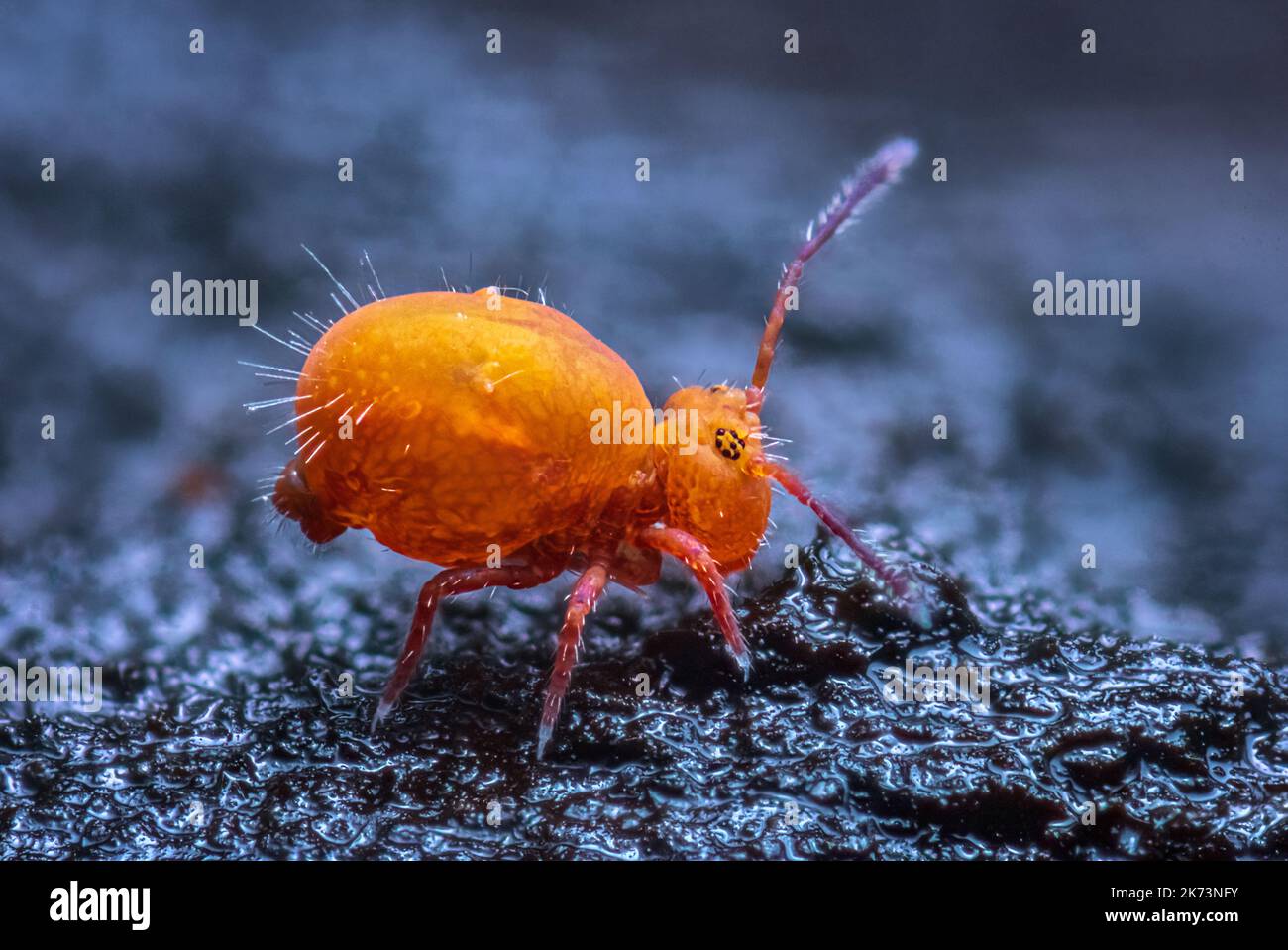Globular springtail Dicyrtomina ornata or fusca in very close view ...