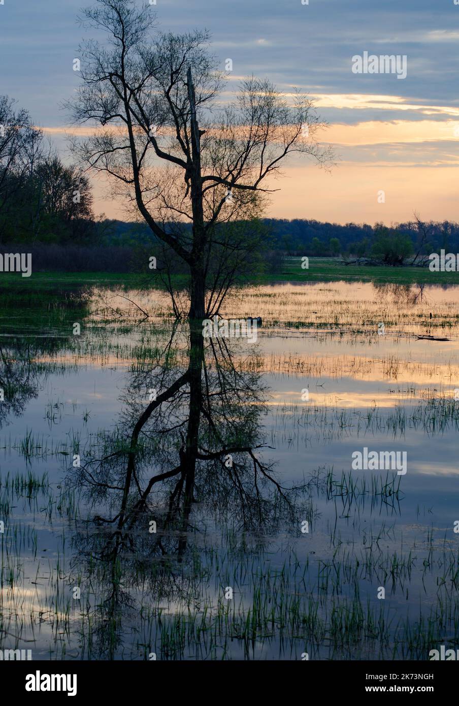 A tree just starting to bud out is caught with wet feet in spring ...