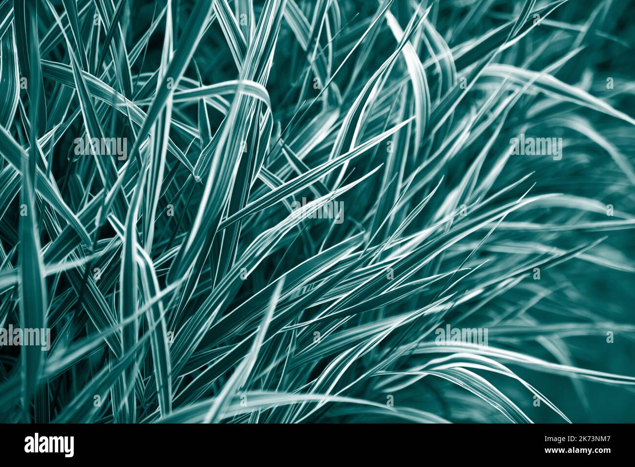 Natural plants vibrant dark teal color monochrome background Stock ...