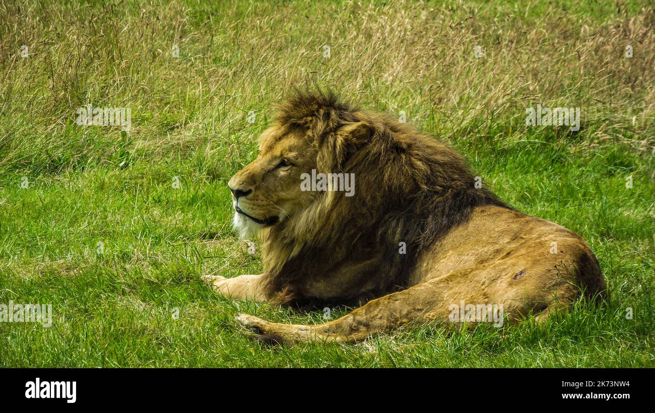Longleat Warminster, Wiltshire - July 12th 2011. A handsome lion at ...