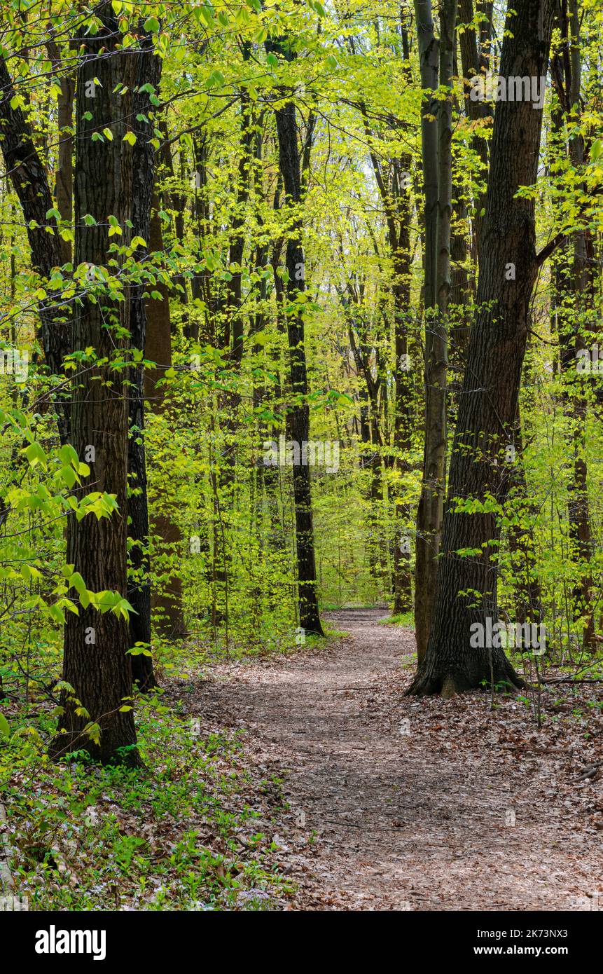 Trail at Warren Woods State Park in Berrien County, Michigan Stock ...