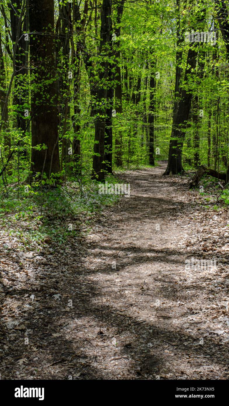 Michigan woods hi-res stock photography and images - Alamy
