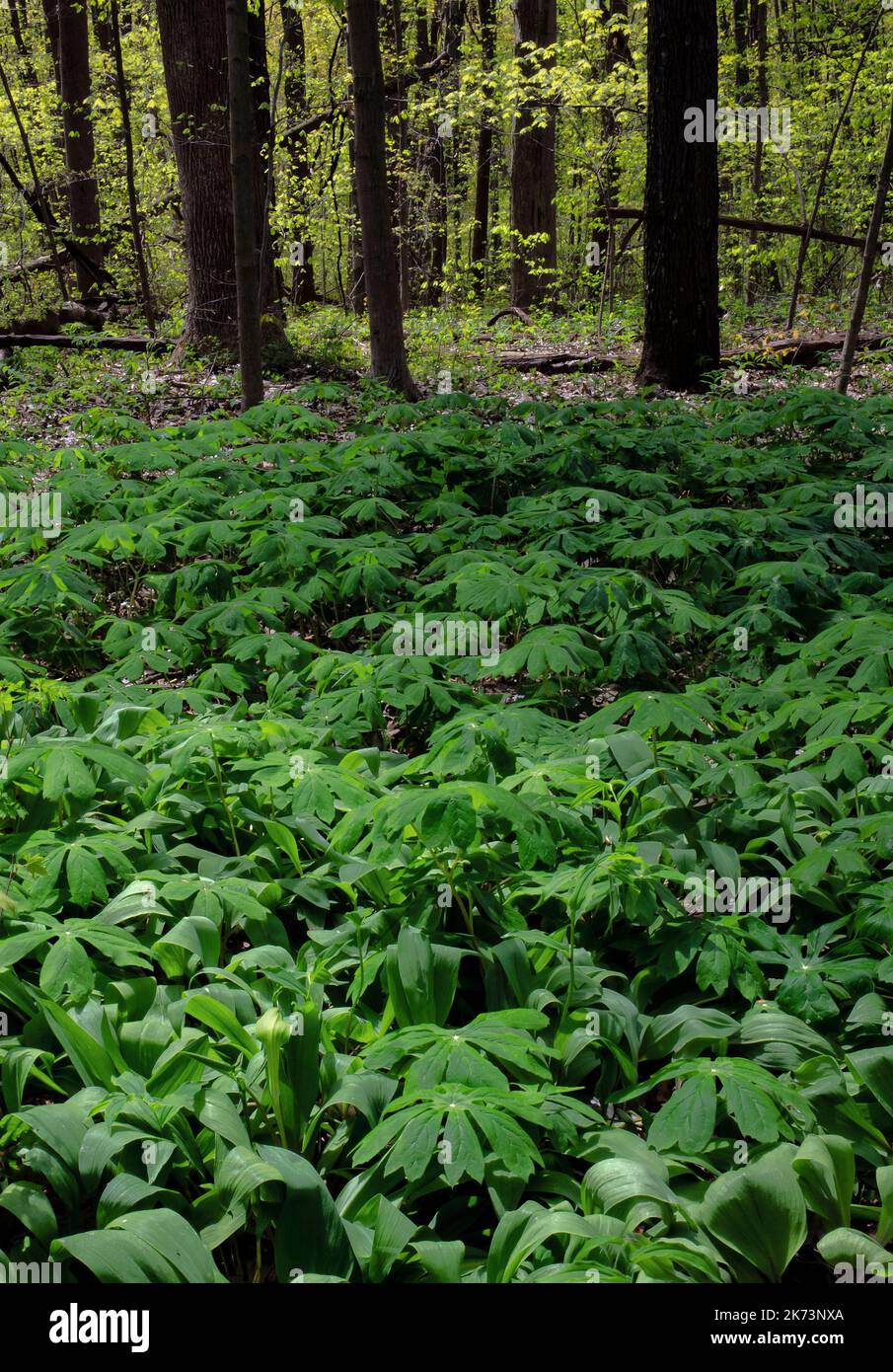 Mayapples are one of the many spring ephemerals covering the forest ...