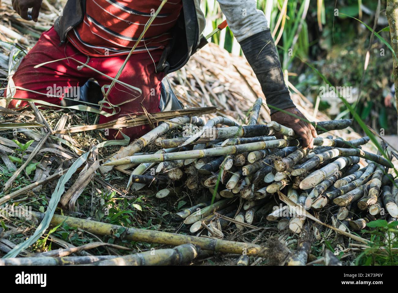 latino peasant farmer, picking up freshly cut sugar cane by hand. brown ...