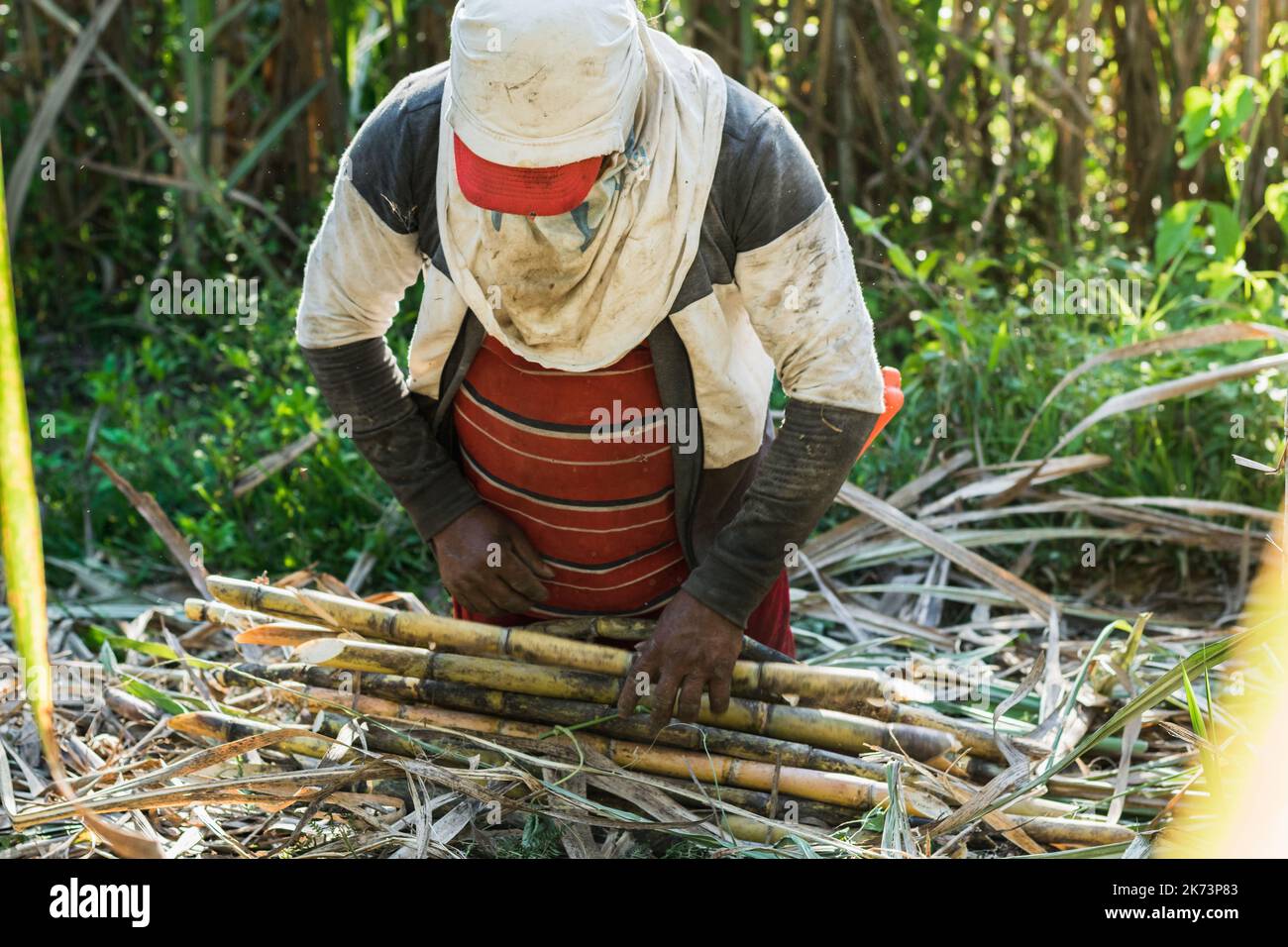 top view of a latin peasant man, in the middle of a sugar cane field ...