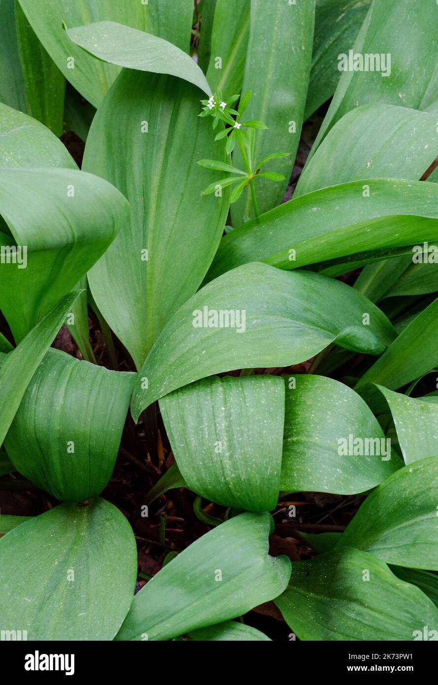 A single shoot of Bedstraw (Galium boreale) grows up between Wild Leek ...
