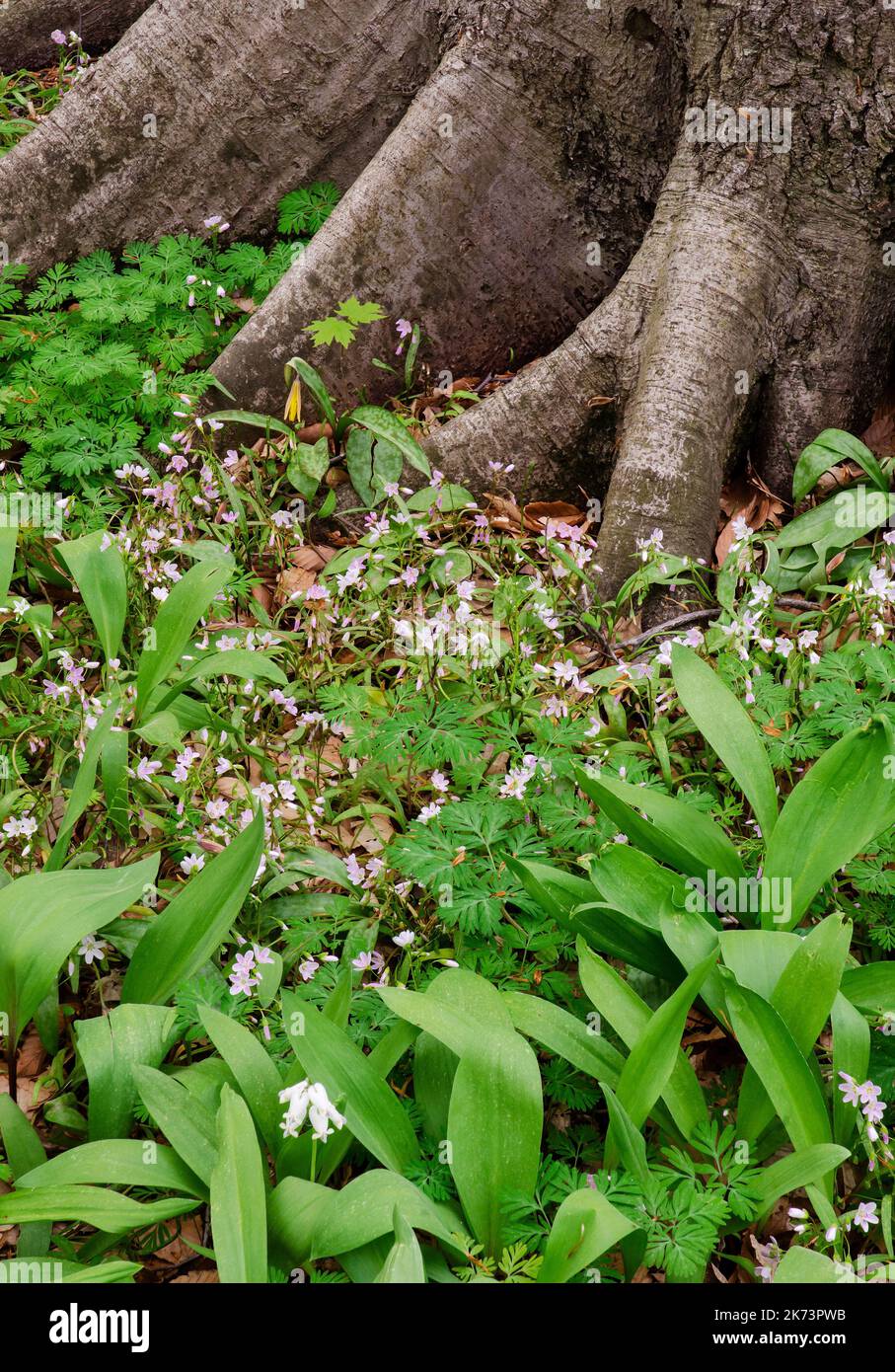 Numerous wildflowers; Spring Beauty, Wild Leek, and Squirrel Corn grow ...
