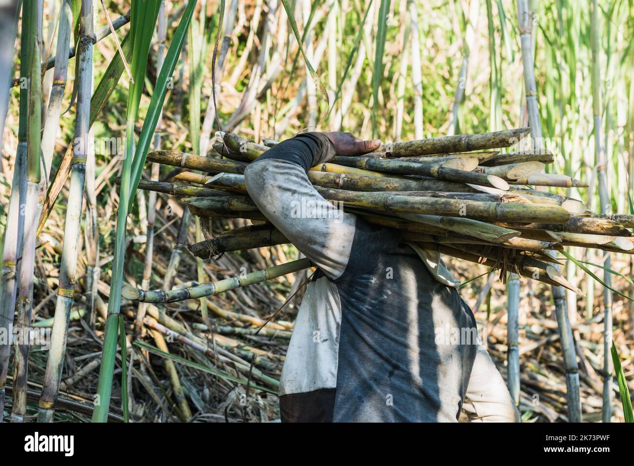 Carrying sugarcane hi-res stock photography and images - Alamy