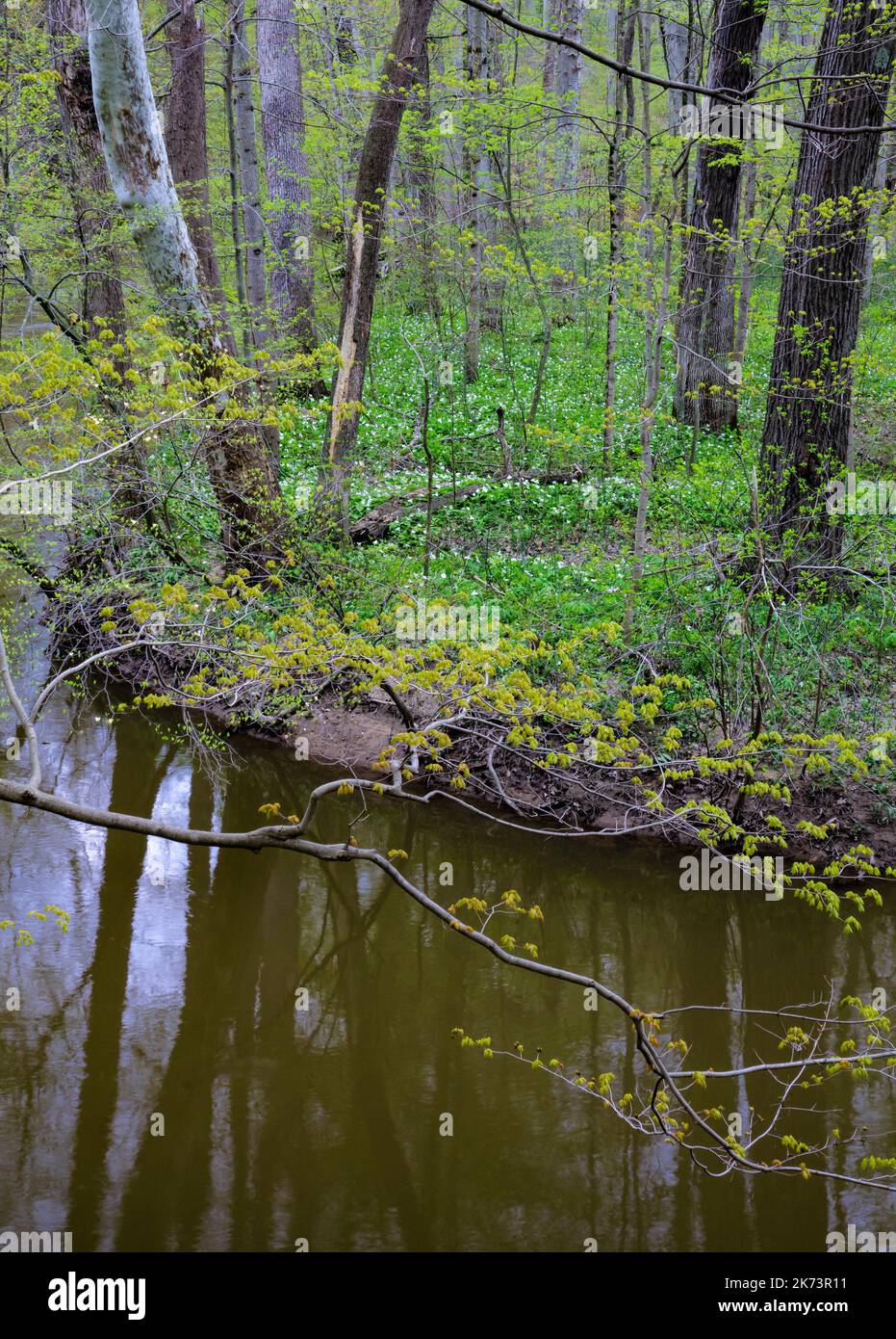 Large-flowered Trillium (white trillium) fill the banks of the Galien ...