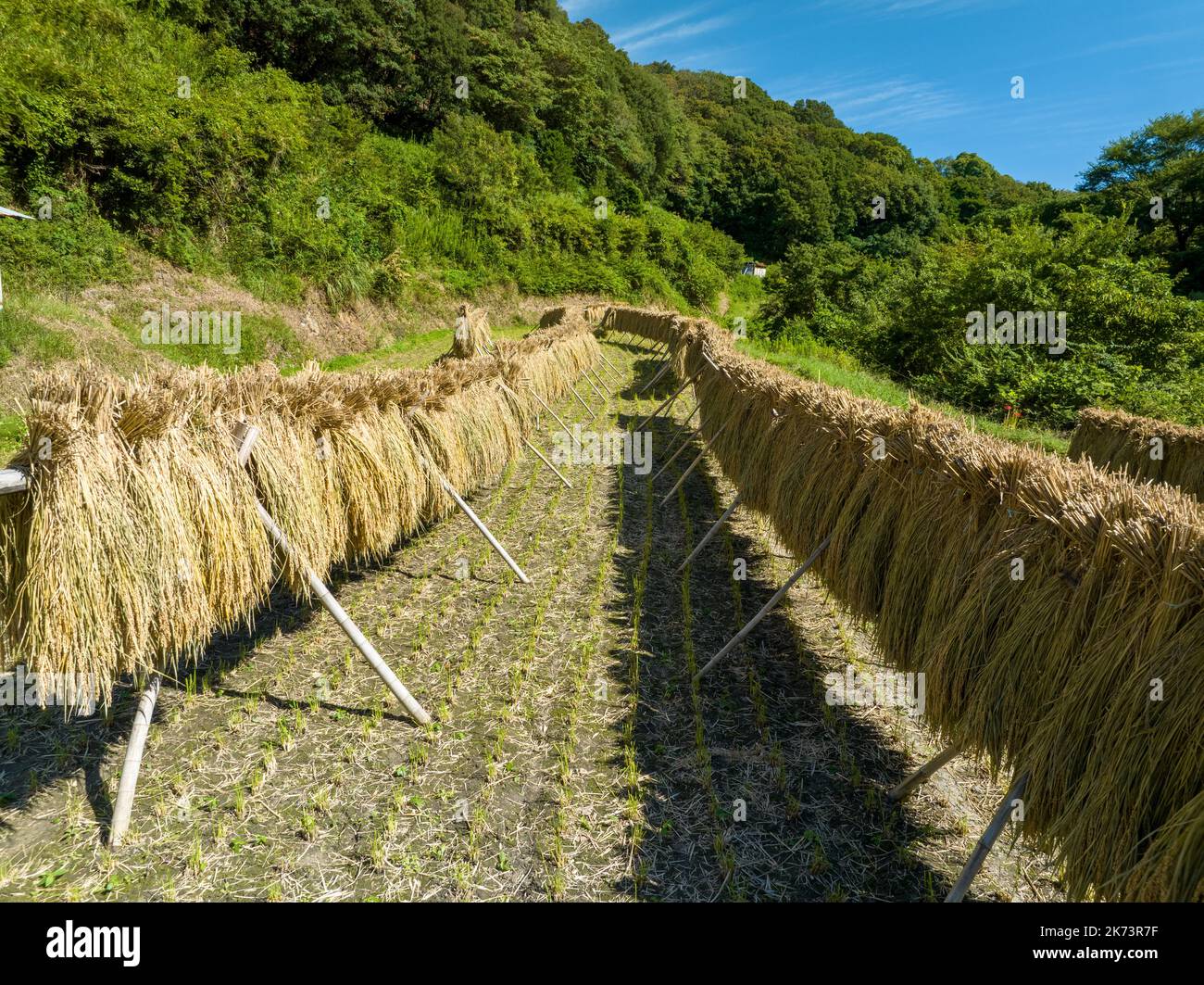 Traditional rice harvest hi-res stock photography and images - Alamy