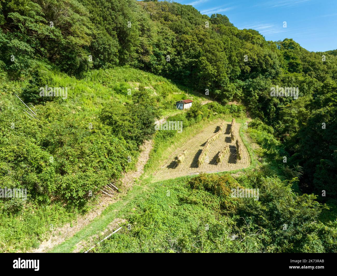 Small field and freshly harvested rice in green forested hills Stock ...