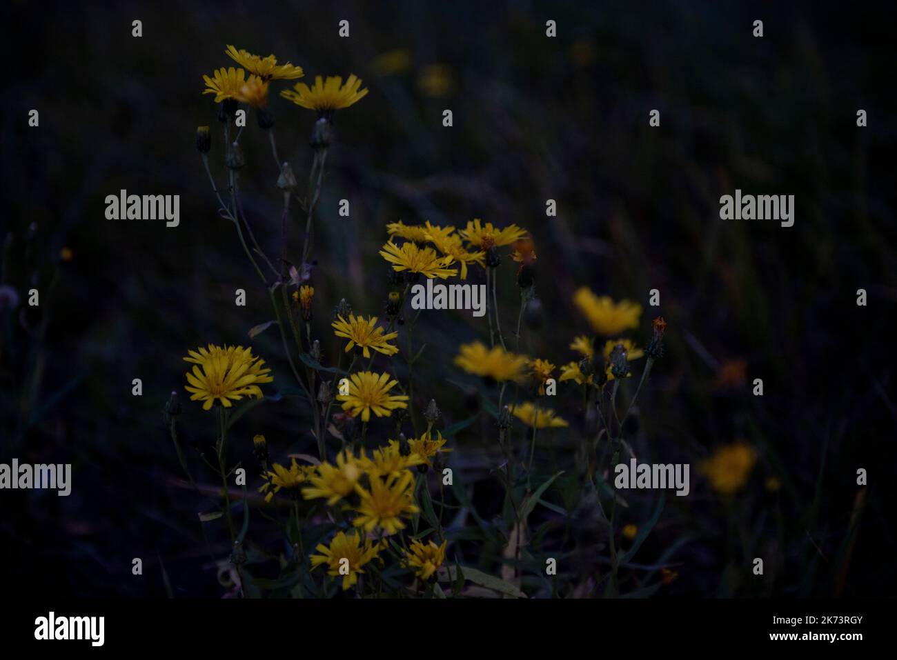 Yellow flowers in dusk Stock Photo - Alamy