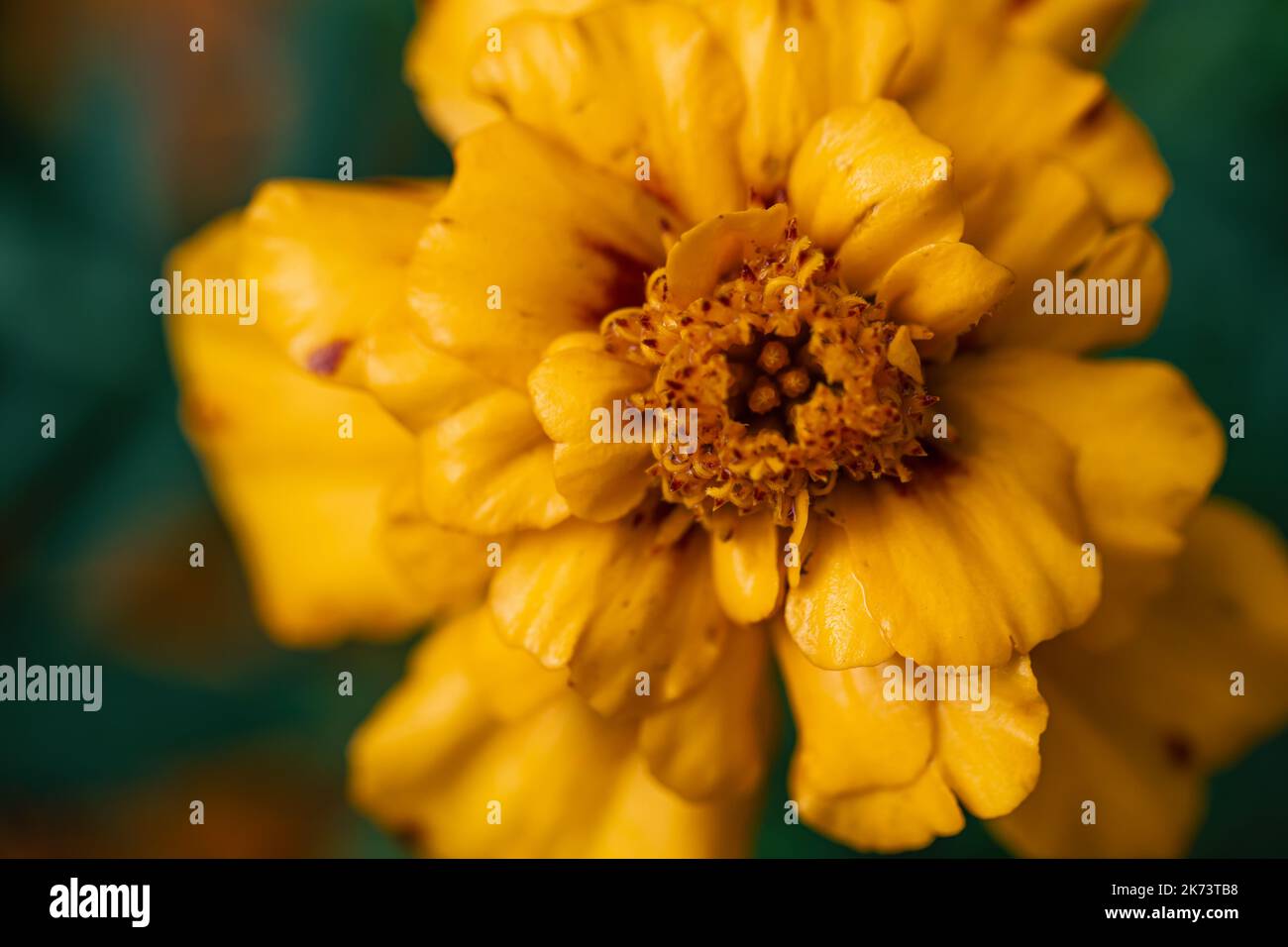 Closeup shot red marigold flower hi-res stock photography and images ...