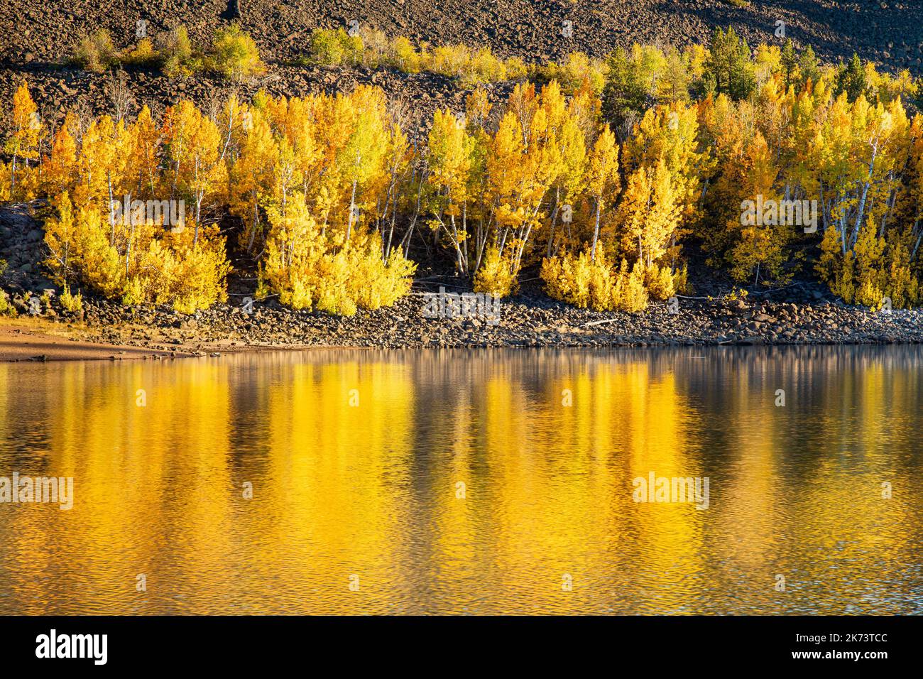 Quaking aspens in full fall color in late afternoon light. Photographed ...