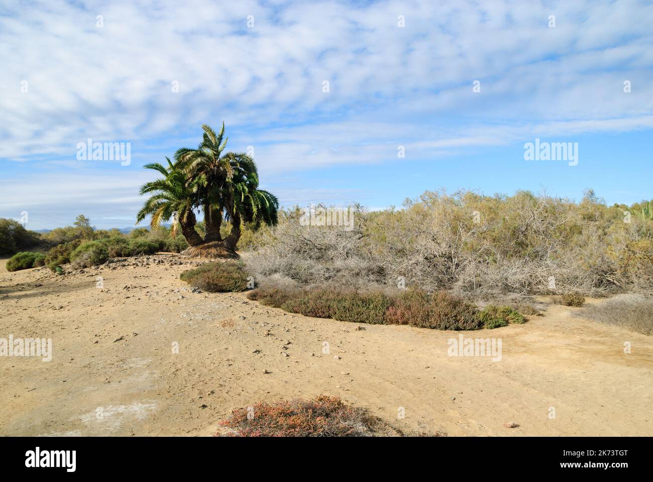 Palm tree in sand dunes, Maspalomas, Gran Canaria, Canary Islands ...