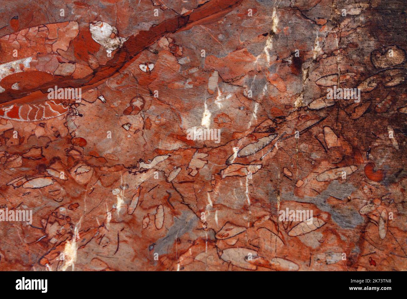 Fossiliferous stone hi-res stock photography and images - Alamy