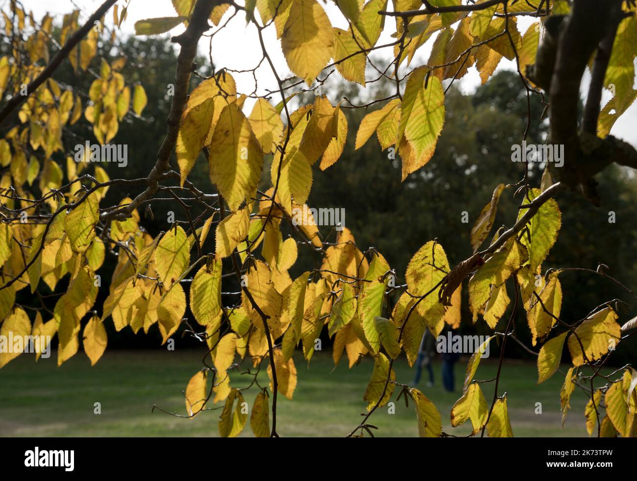 Autumn leaves in the wind at Hampstead Heath park,London,England,UK ...