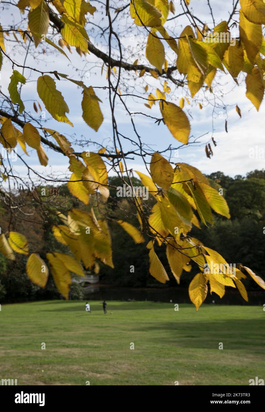 Children playing by Autumn leaves in the wind at Hampstead Heath park ...