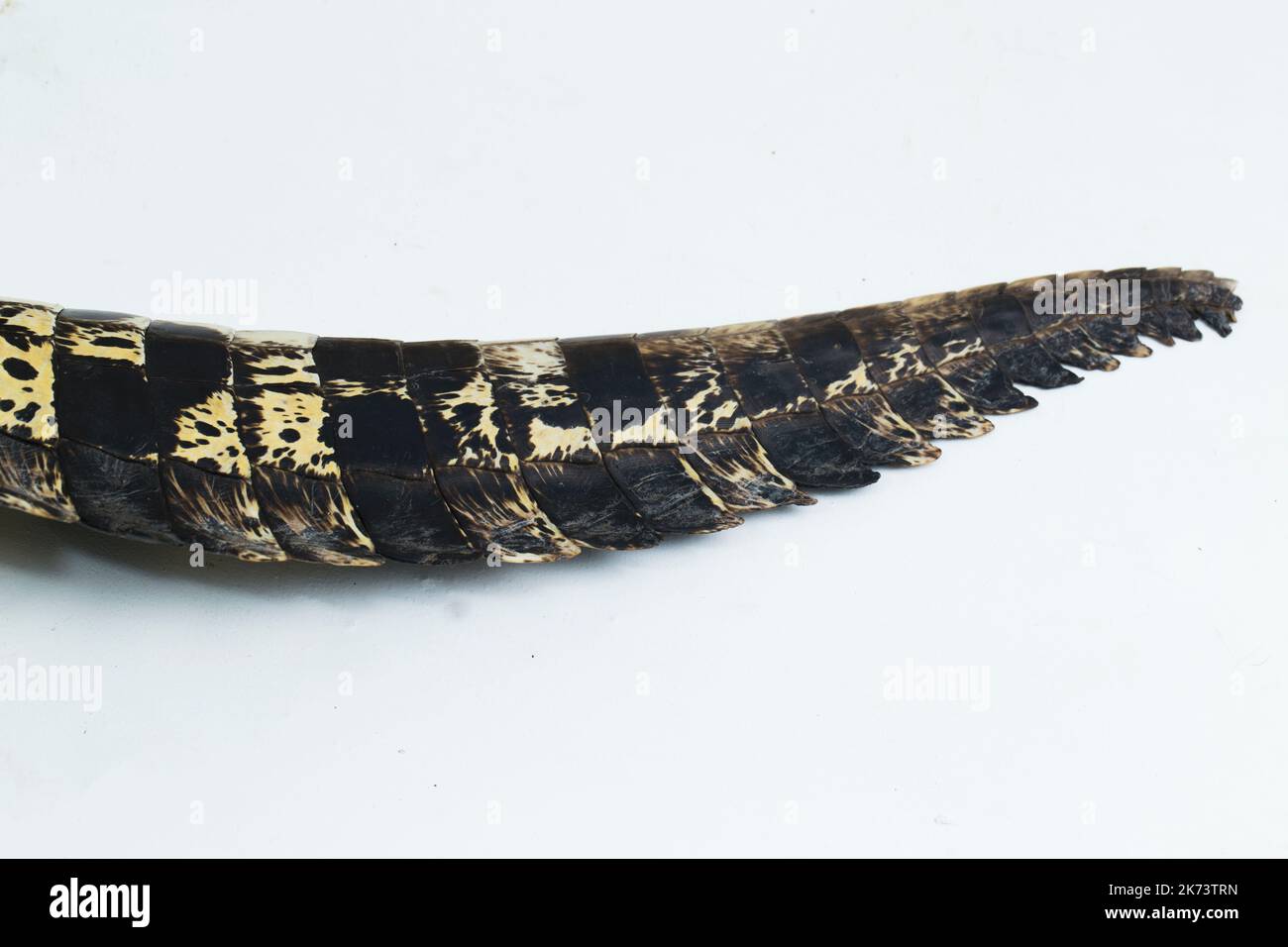 Saltwater crocodile Crocodylus porosus isolated on white background ...