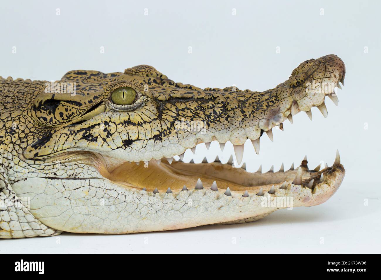 Saltwater crocodile Crocodylus porosus isolated on white background ...