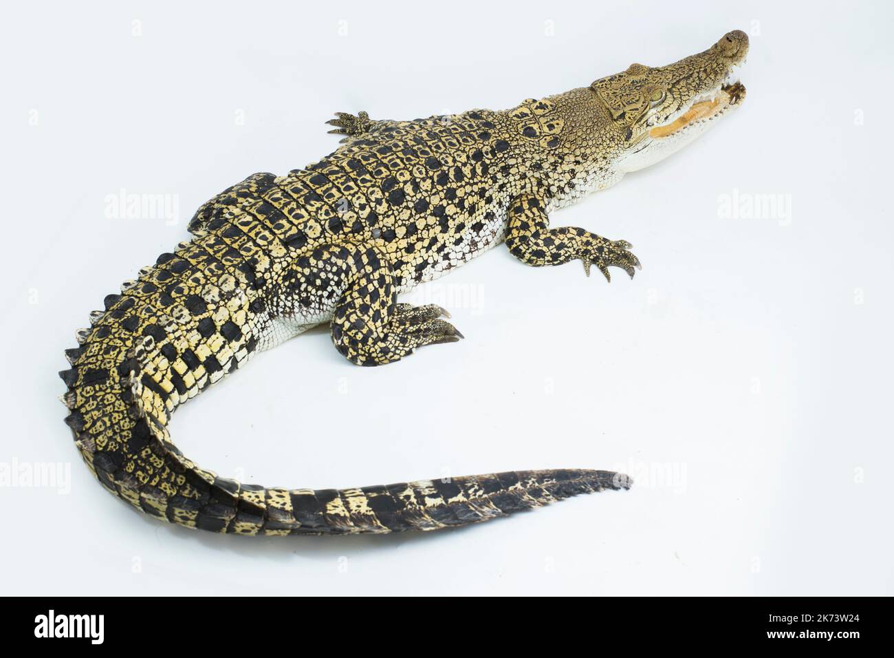 Saltwater crocodile Crocodylus porosus isolated on white background ...
