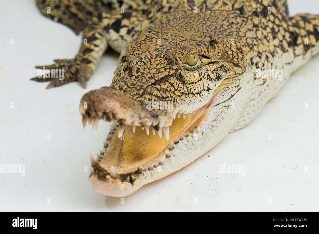 Saltwater crocodile Crocodylus porosus isolated on white background ...