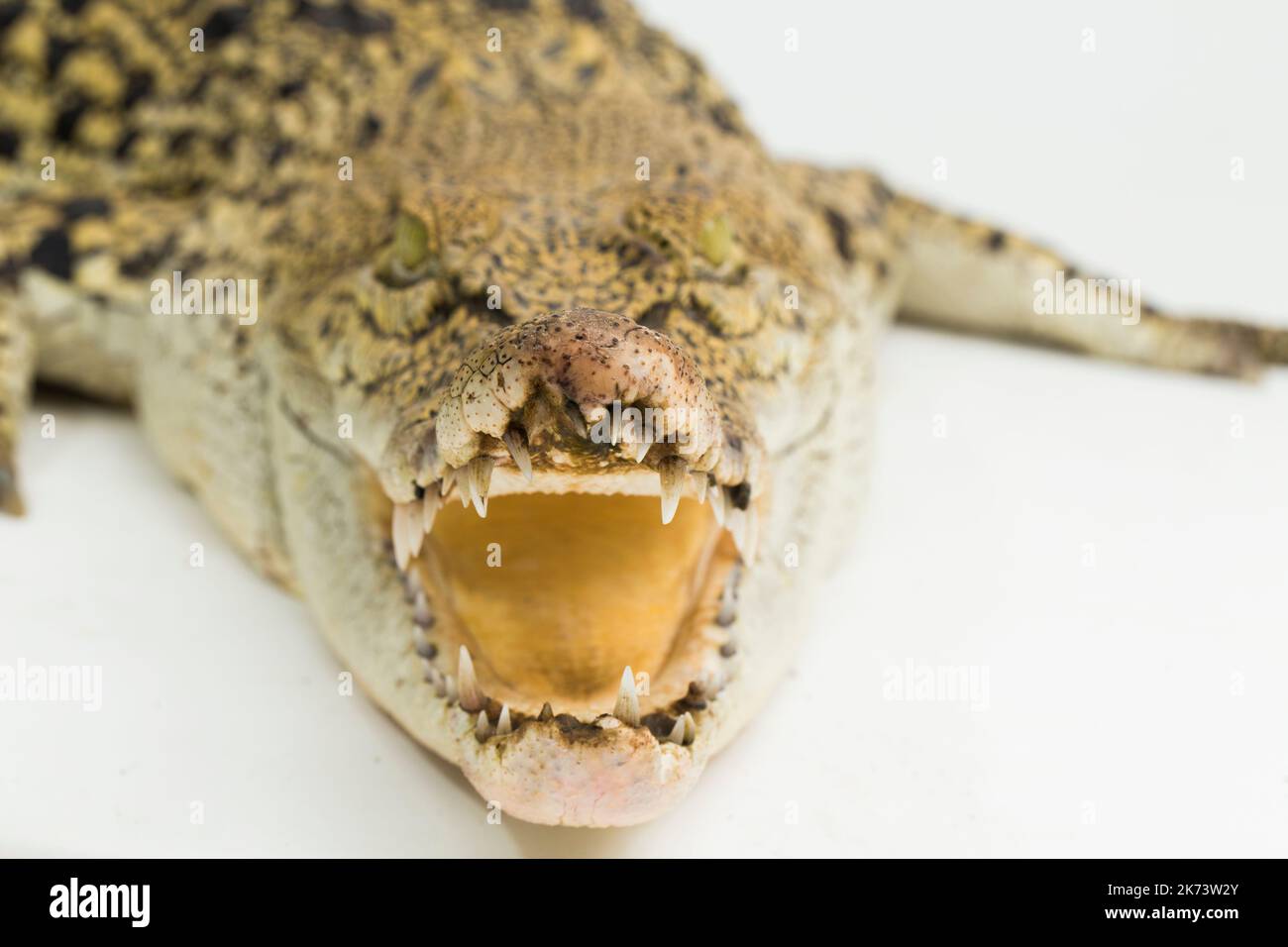 Saltwater crocodile Crocodylus porosus isolated on white background ...