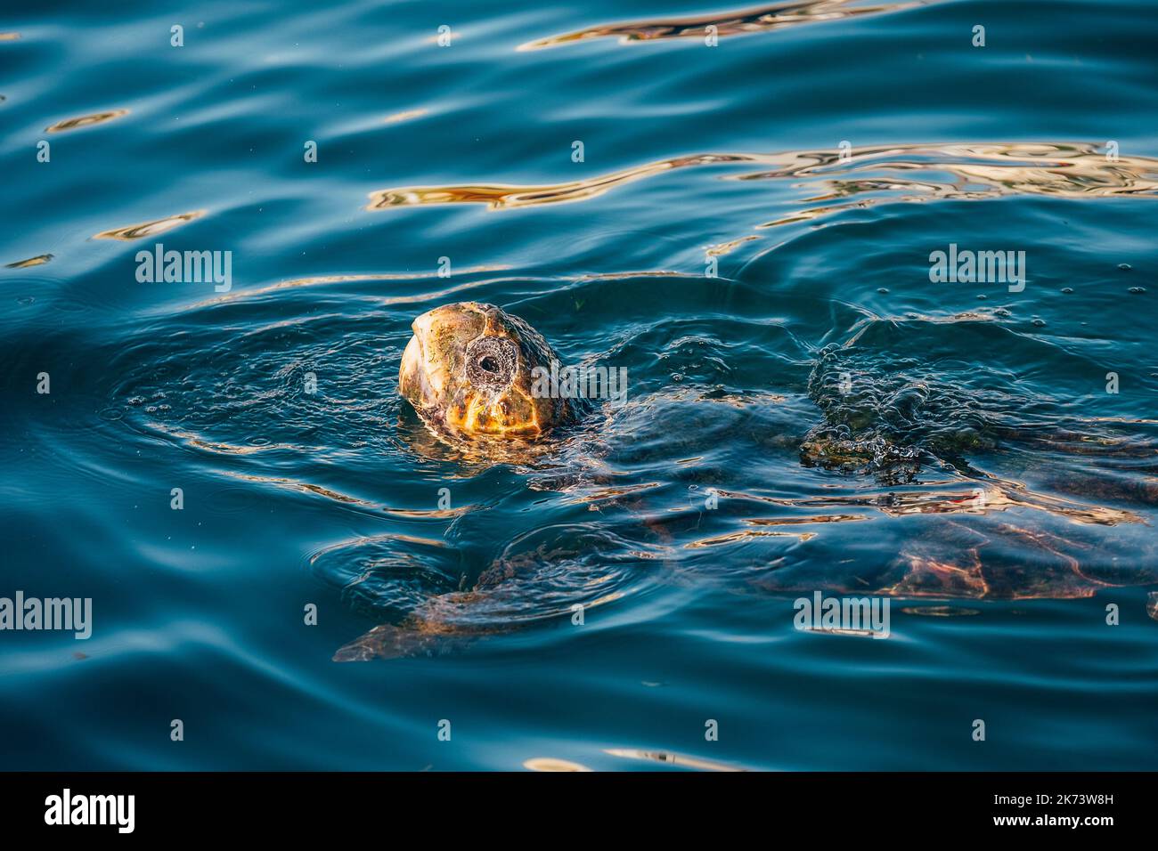 Loggerhead sea turtle underwater then emerging above water surface to ...