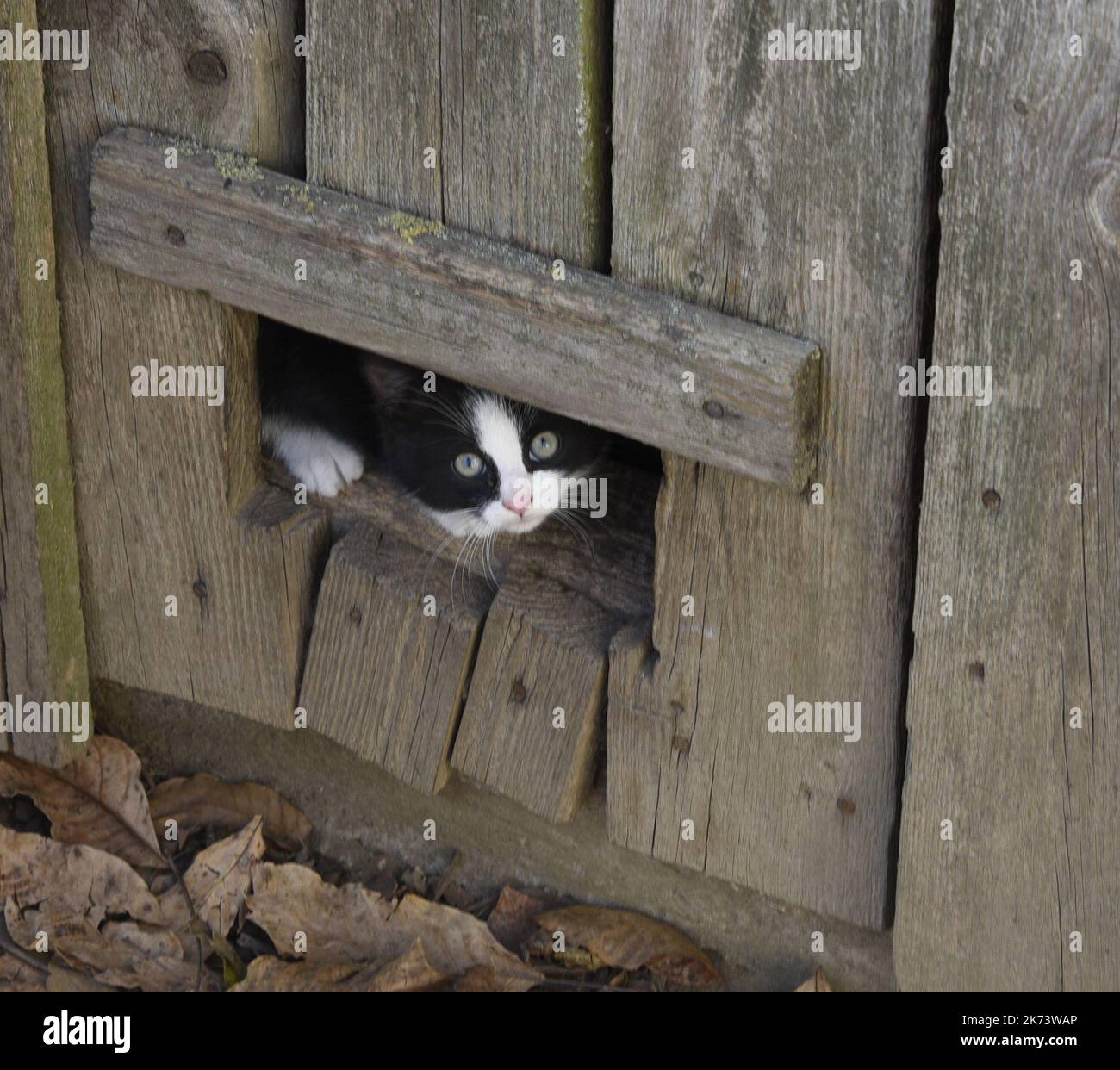 Kitten guards hi-res stock photography and images - Alamy