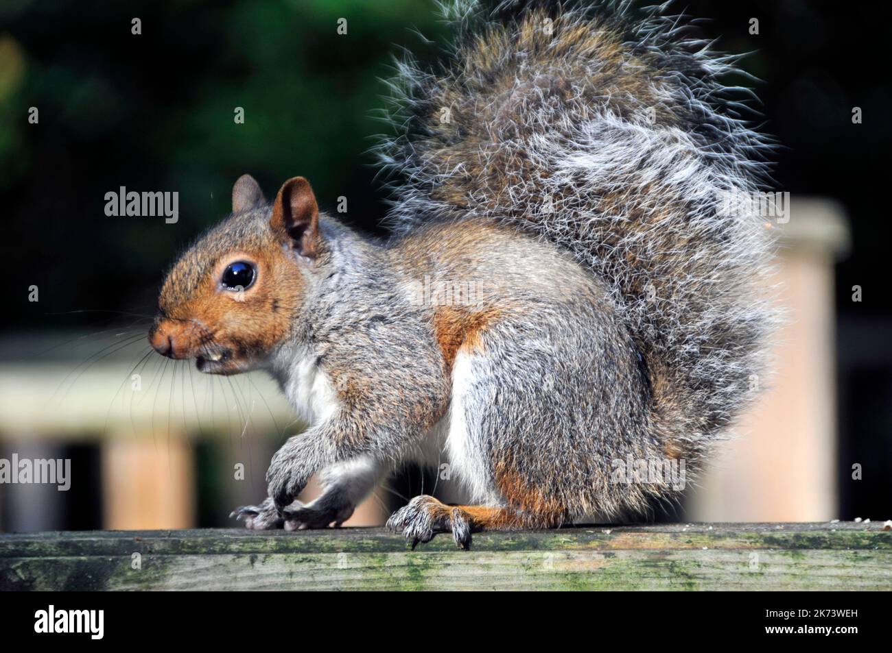 Scamper hi-res stock photography and images - Alamy