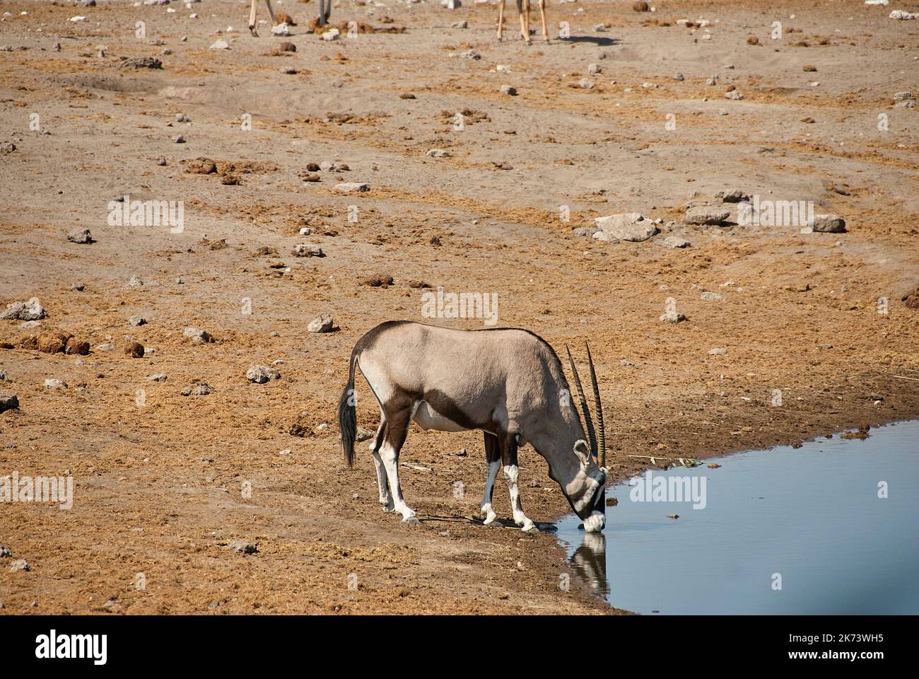 Gemsbok antelope namibia hi-res stock photography and images - Alamy