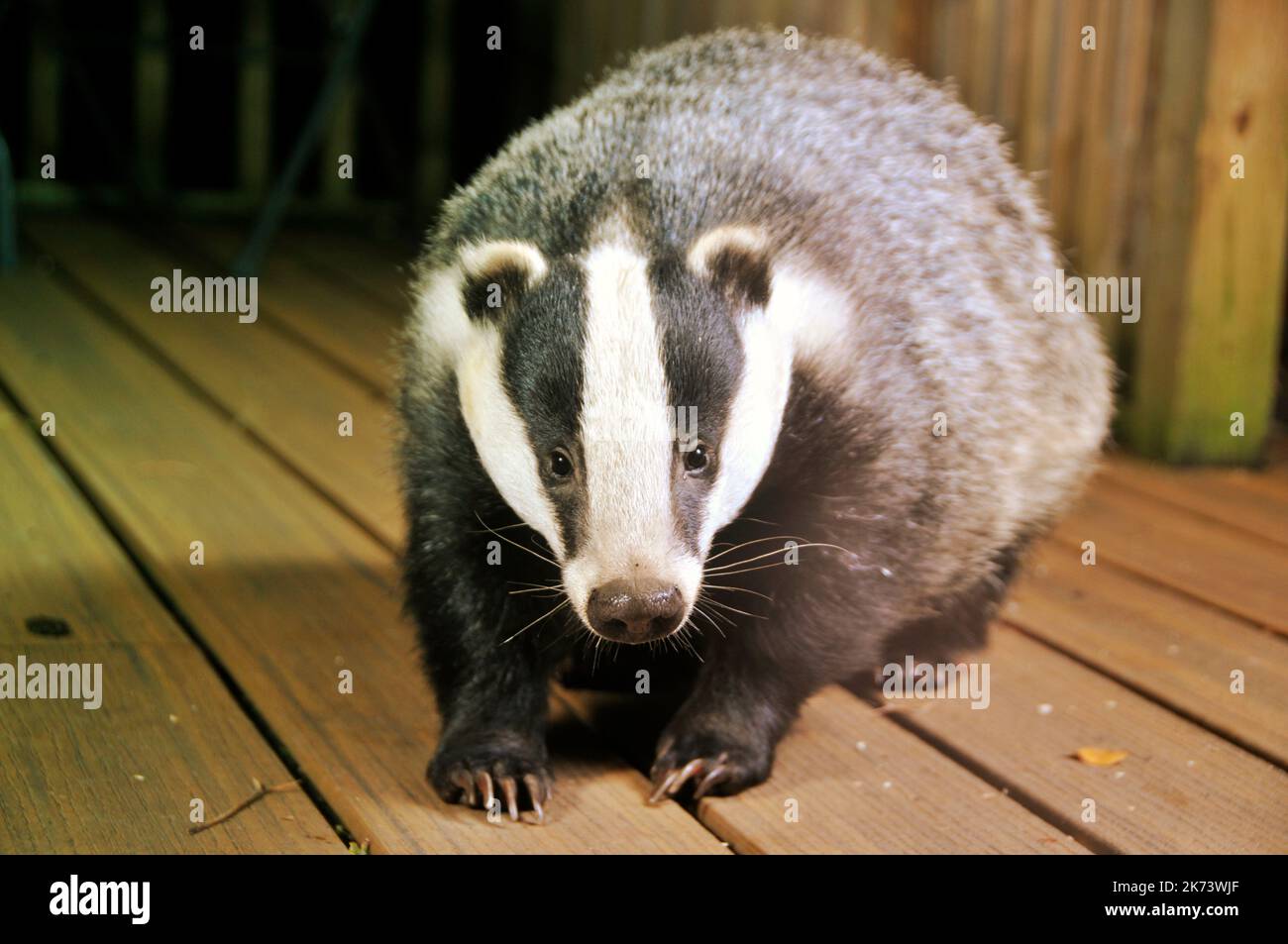 Cete of badgers hi-res stock photography and images - Alamy