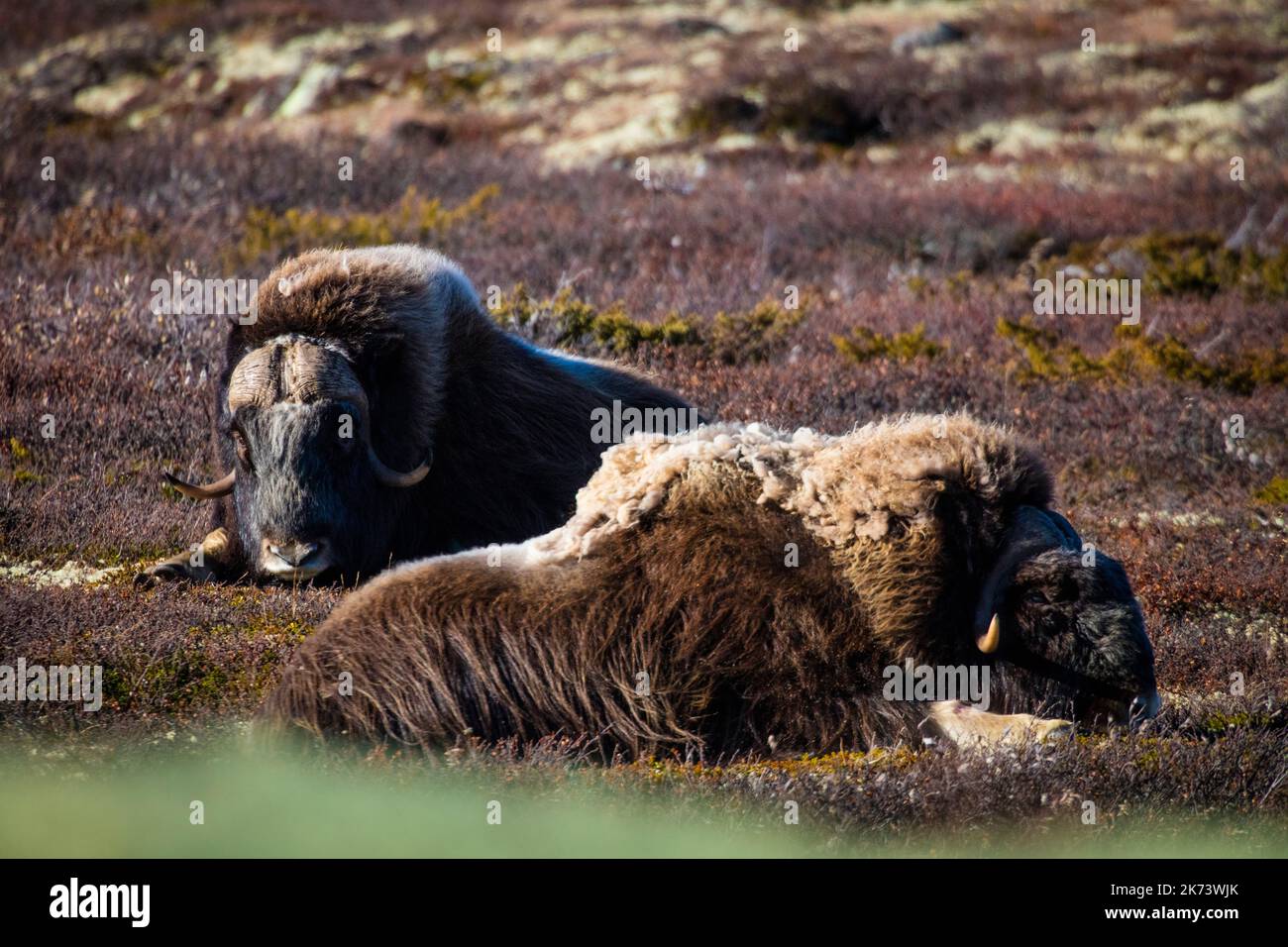 Two muskoxen, Ovibos moschatus, are resting on the ground in October ...