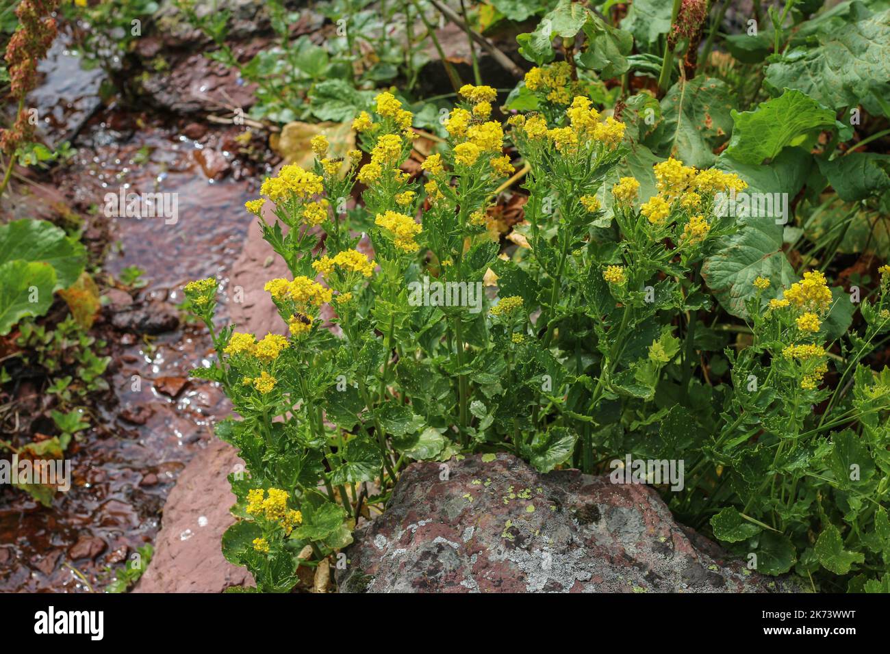 Yellow flowers of the Balkan yellow rocket (latin name: Barbarea ...