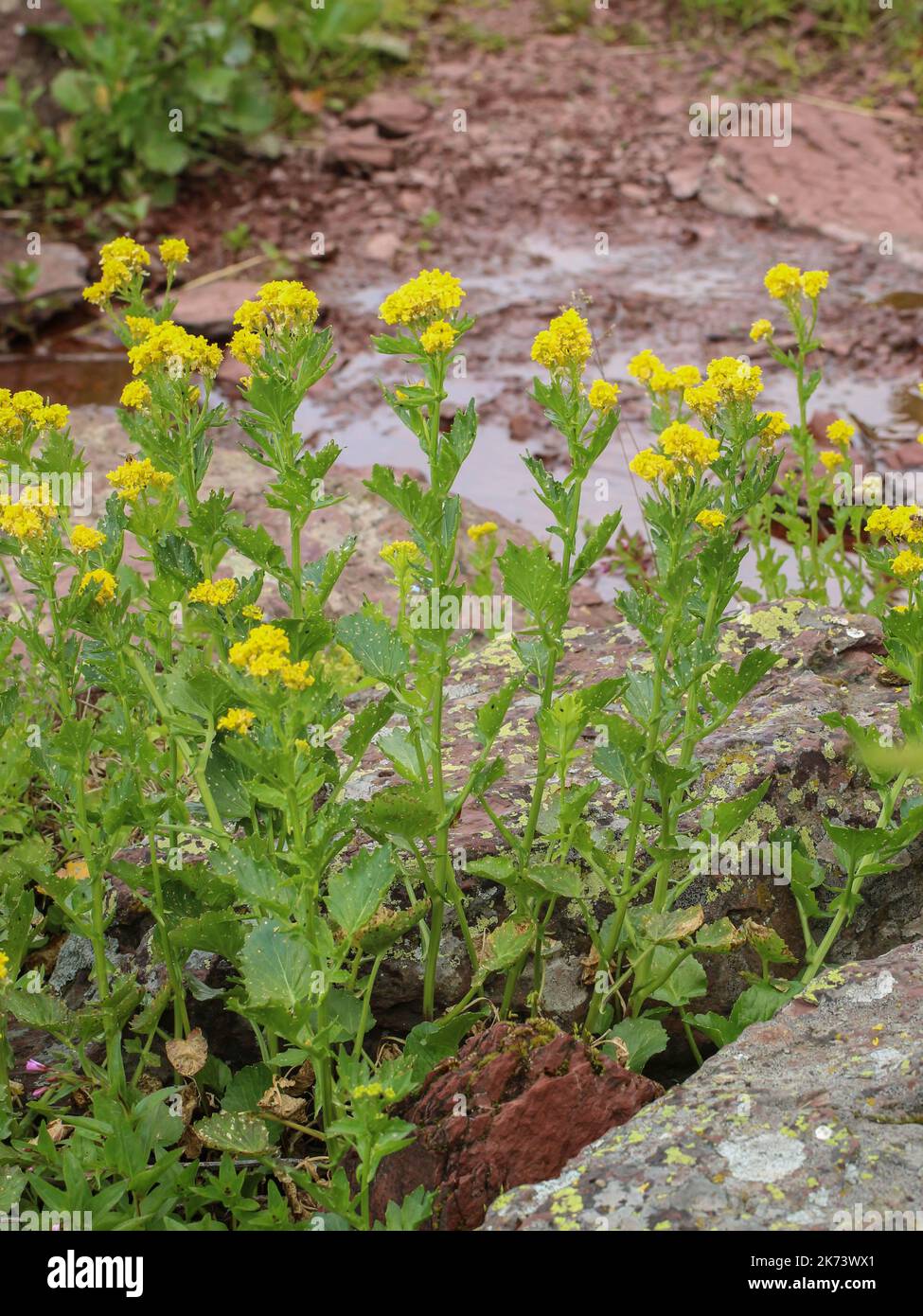 Yellow flowers of the Balkan yellow rocket (latin name: Barbarea ...