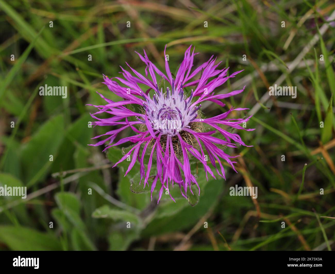 Pink flower of Centaurea nervosa in Nature park Stara planina in ...