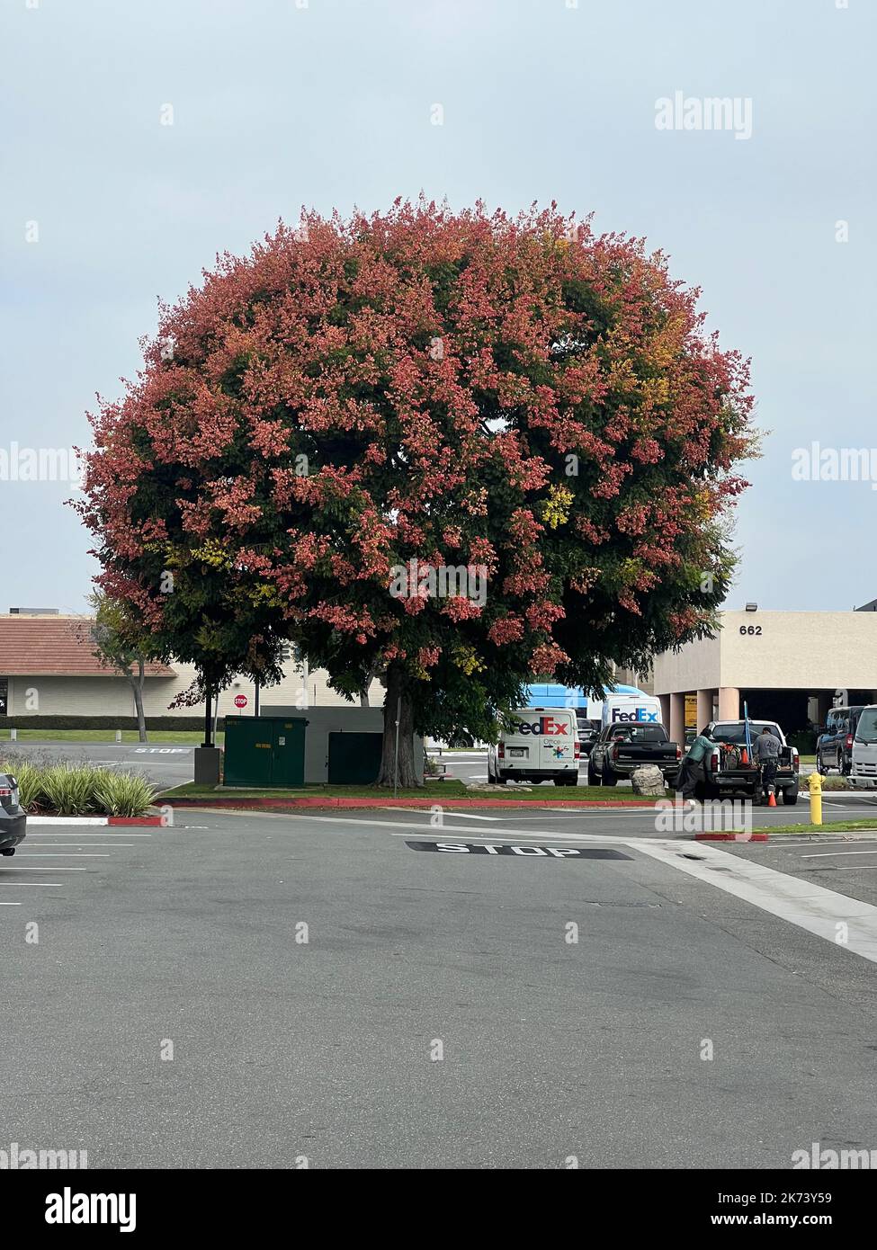 Chinese Pistachio Tree Information