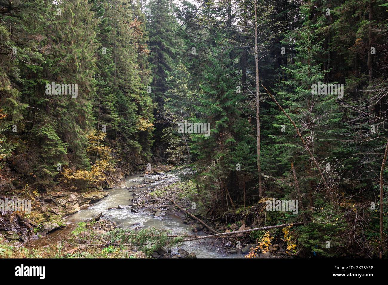 A small river in a coniferous forest in a mountainous area Stock Photo ...