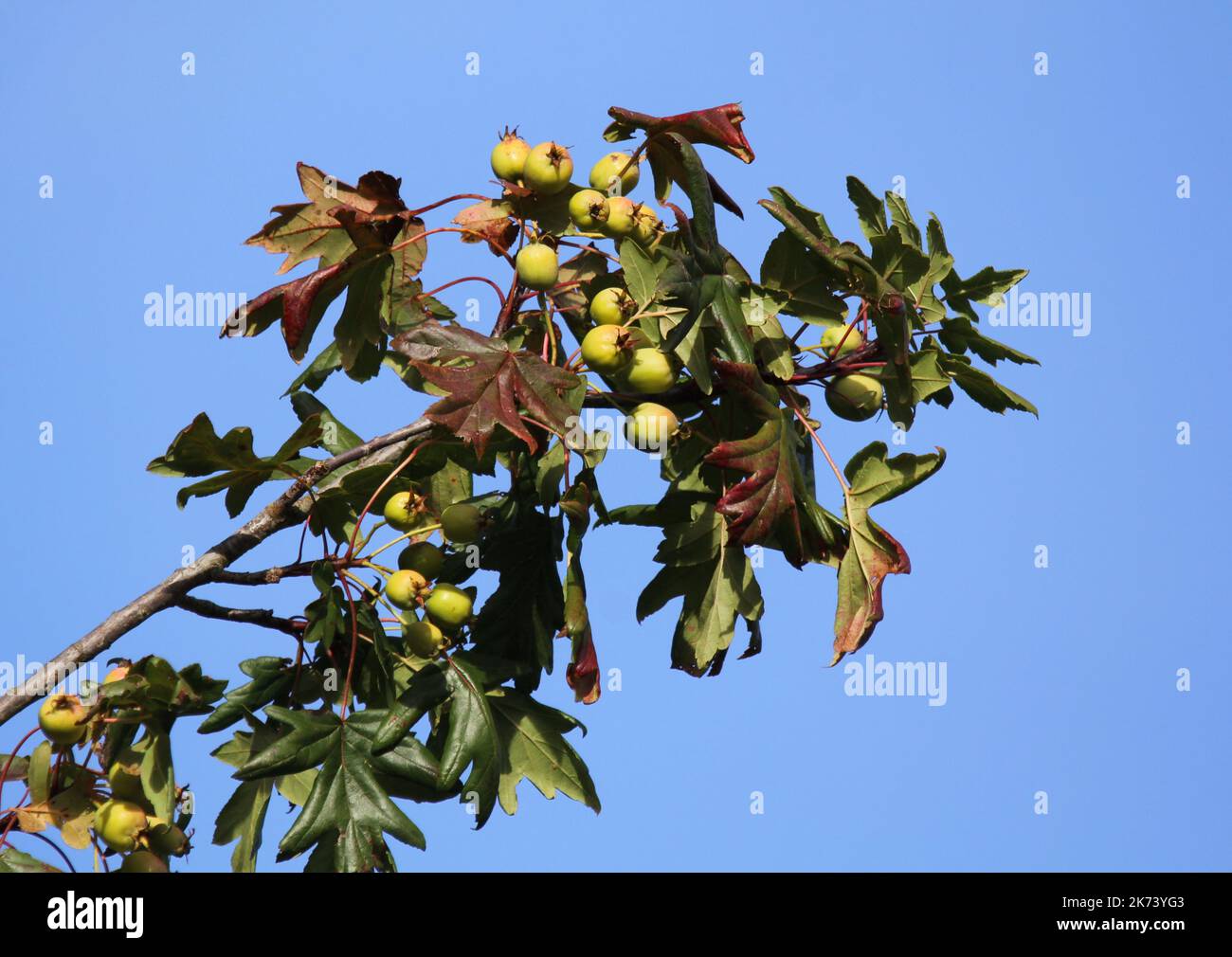 Lebanese Wild Apple Tree in Autumn Stock Photo - Alamy