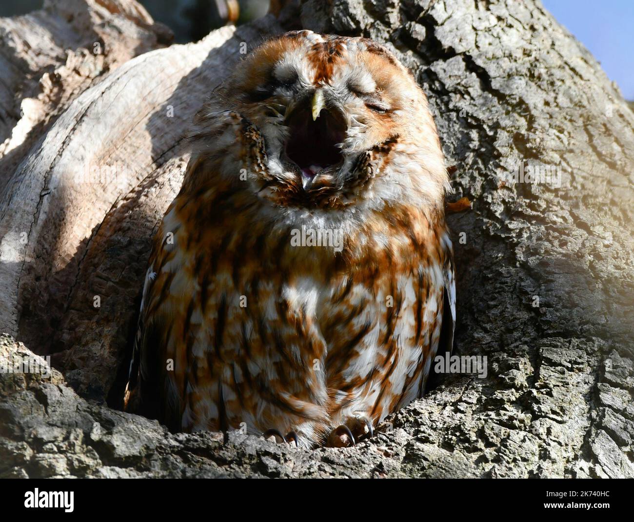 tawny owl yawning Stock Photo - Alamy