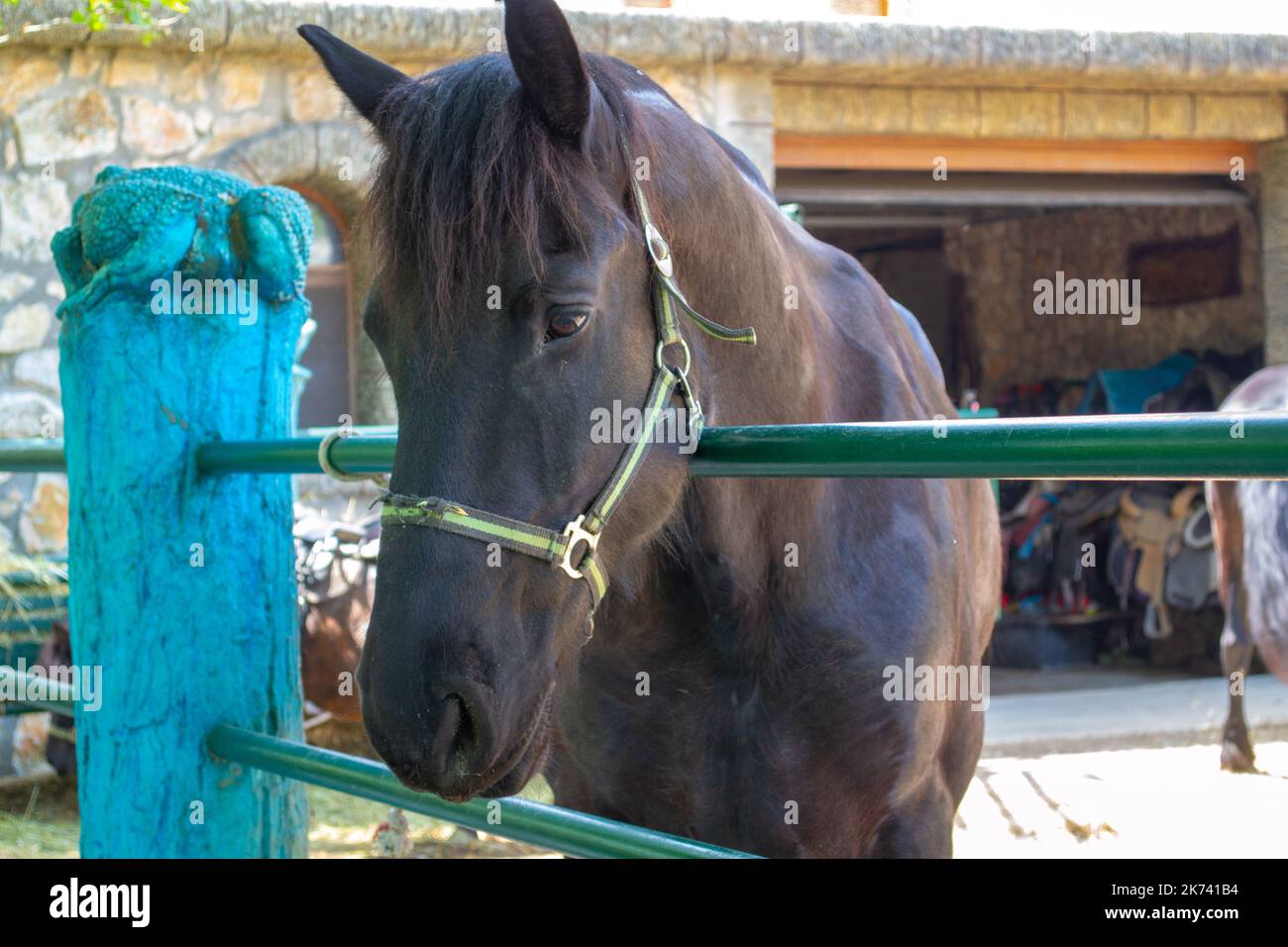 Portrait of horse. Horse head on the farm Stock Photo - Alamy