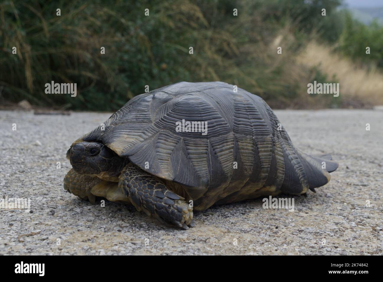 Turtle in Greece Stock Photo - Alamy
