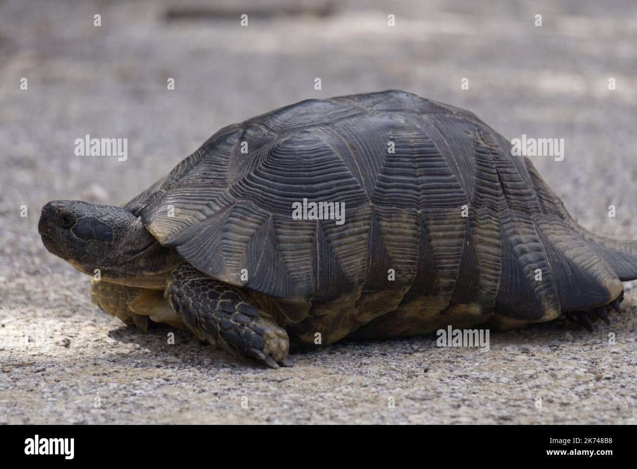 Turtle in Greece Stock Photo - Alamy