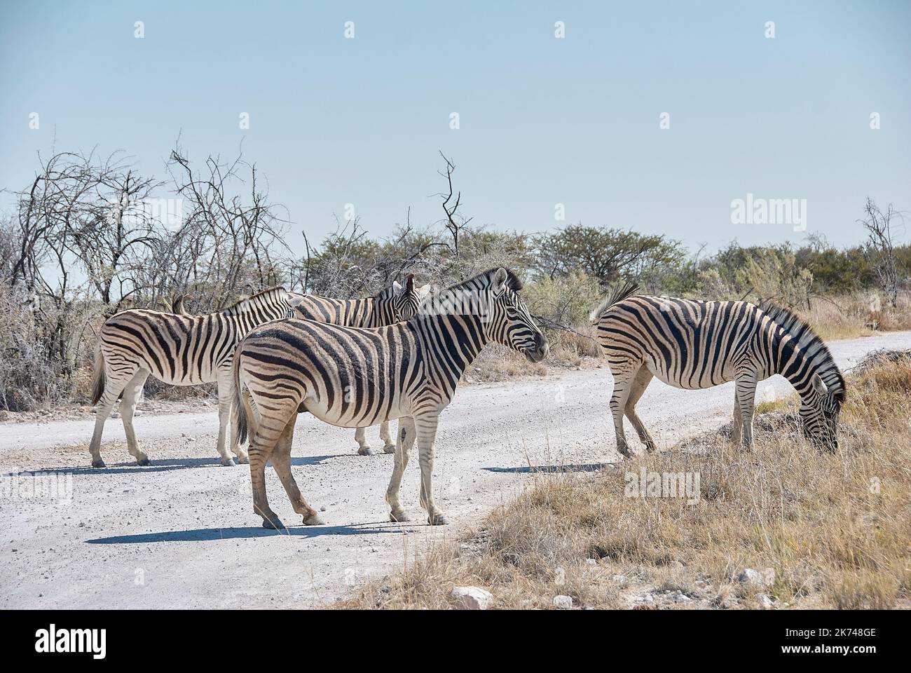Group of Plains Zebras on a gravel road in Etosha National Park Namibia ...